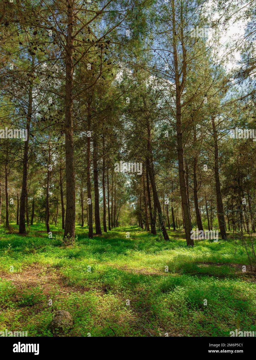 A vertical low-angle of a sunlit forest with grass around, and sky seen ...