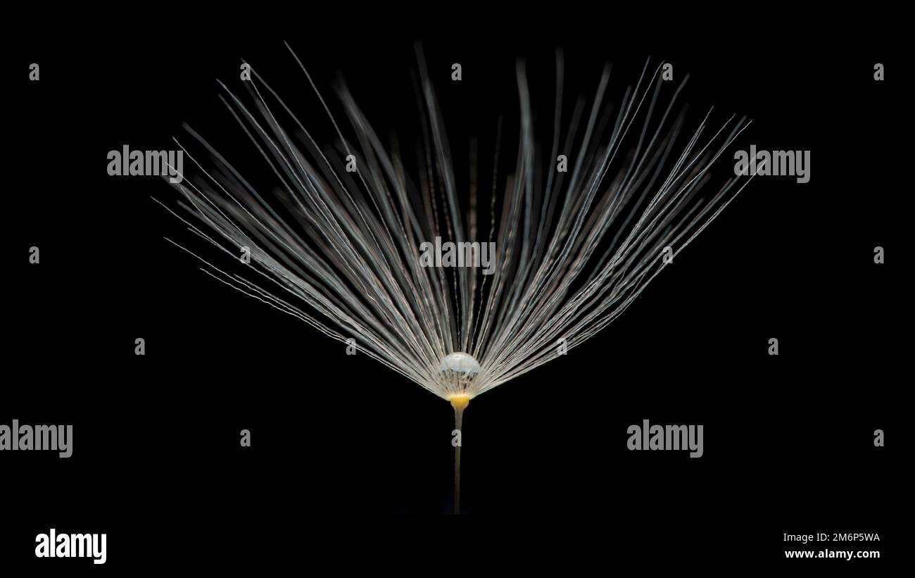 A closeup of a Crepis rubra seed isolated on the black background Stock ...