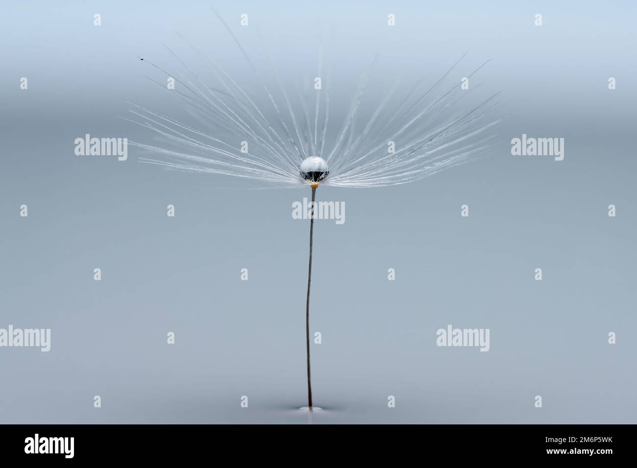 Crepis rubra hi-res stock photography and images - Alamy