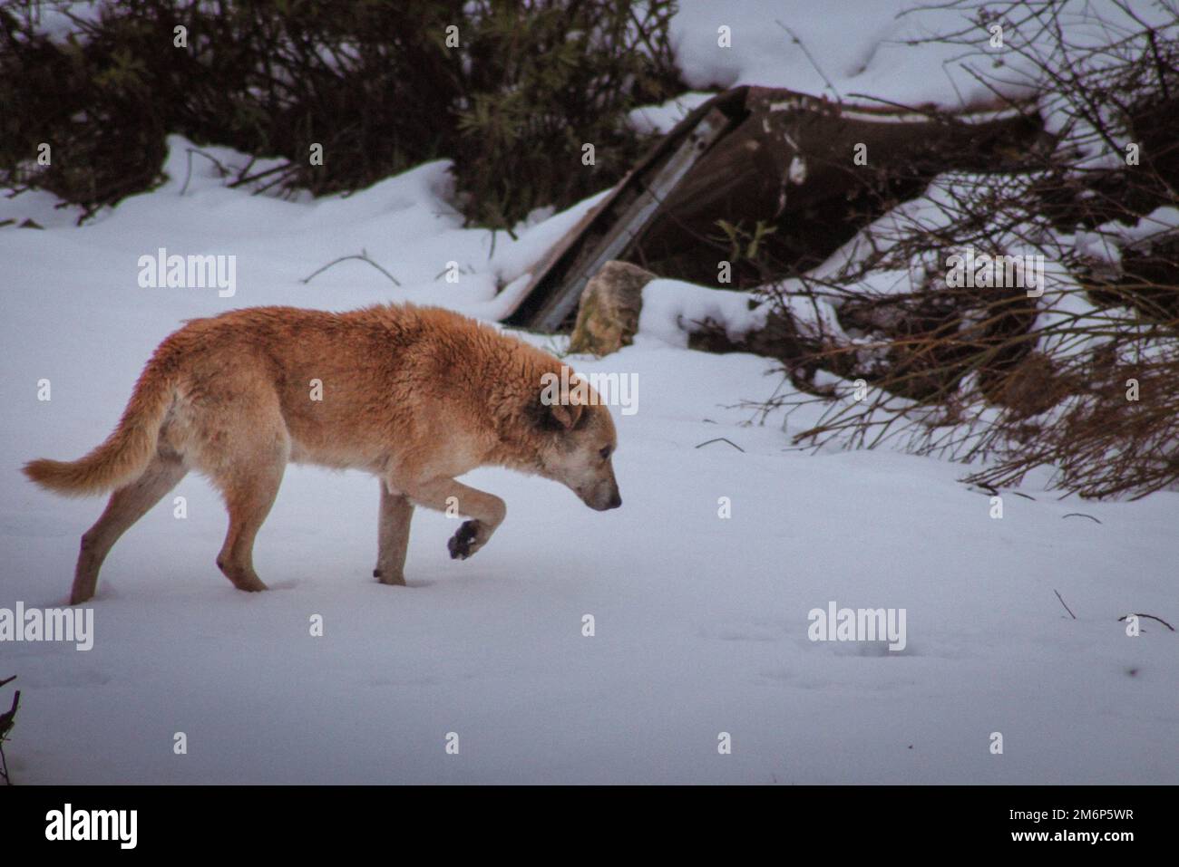 A side closeup of a dingo walking through the snow with branches ...