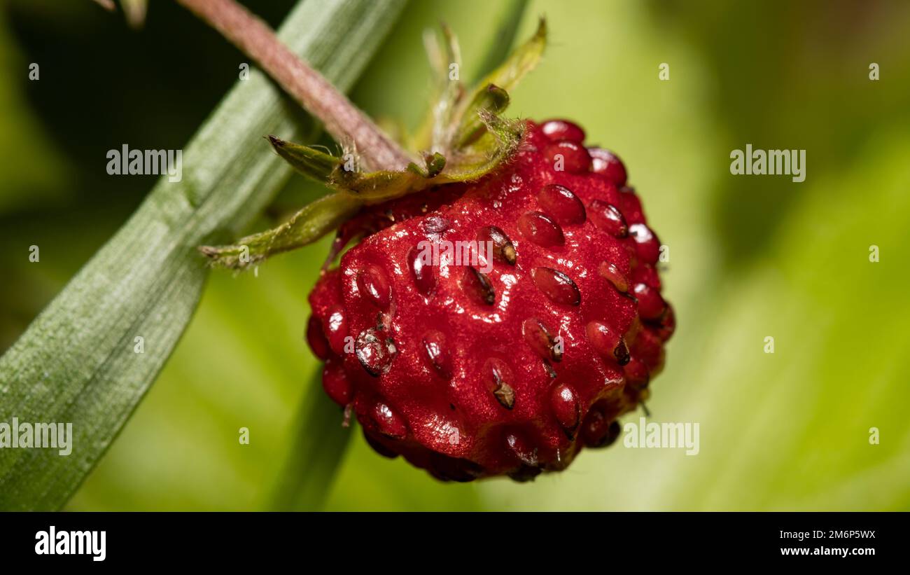 A closeup of a wild strawberry with green blurred background Stock ...