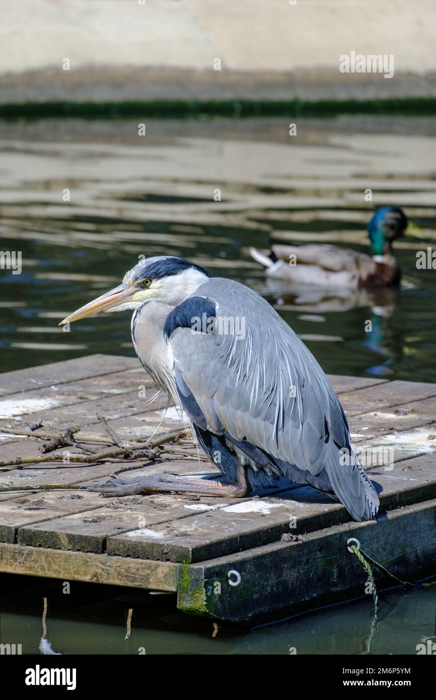 Close-up of adult grey heron with retracted neck and long sharply ...