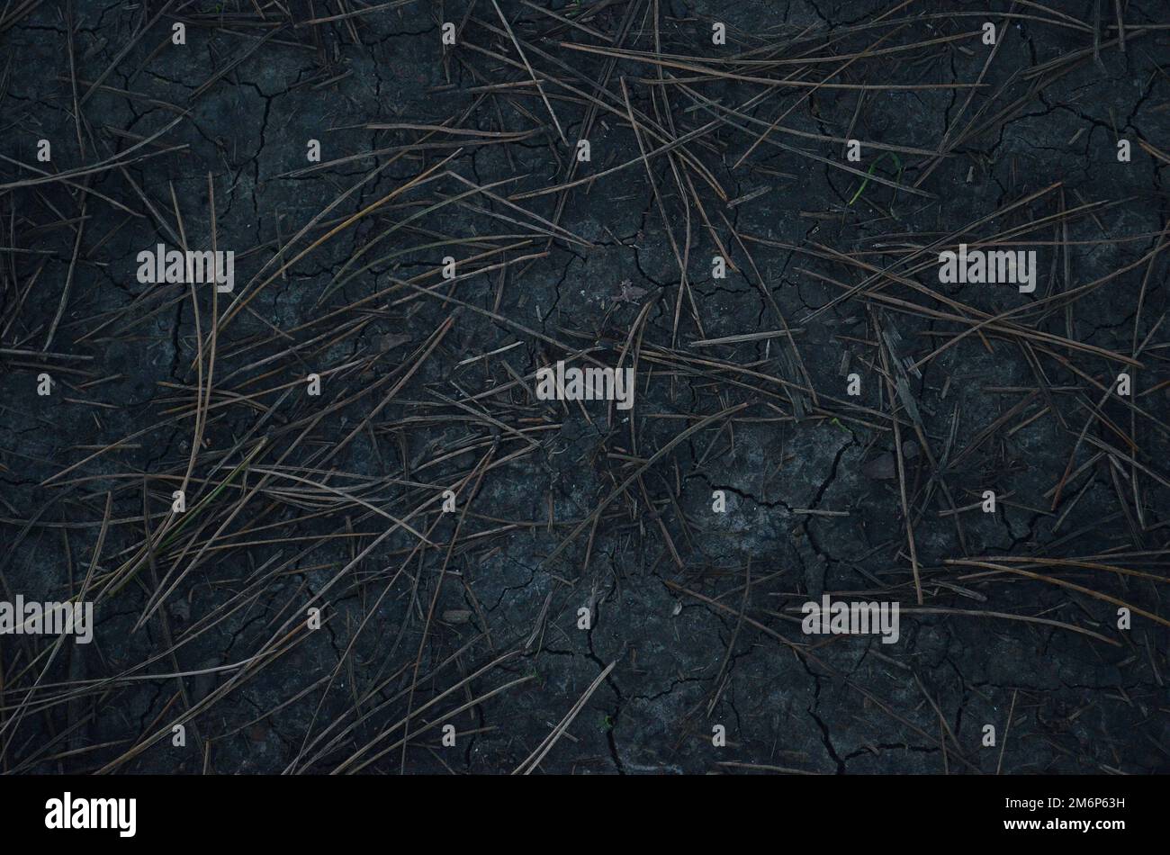 Ground texture with coniferous needles for background. Dark ground ...