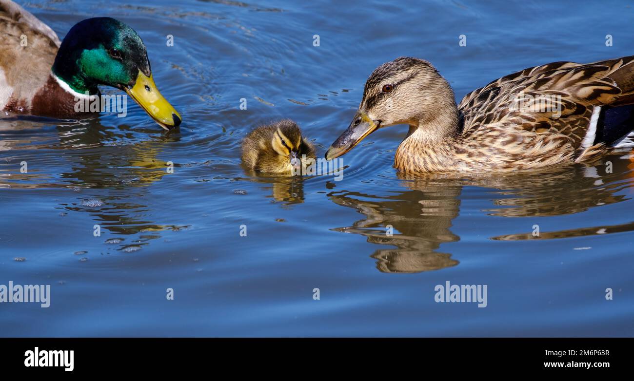 Baby mallard duck hi-res stock photography and images - Alamy