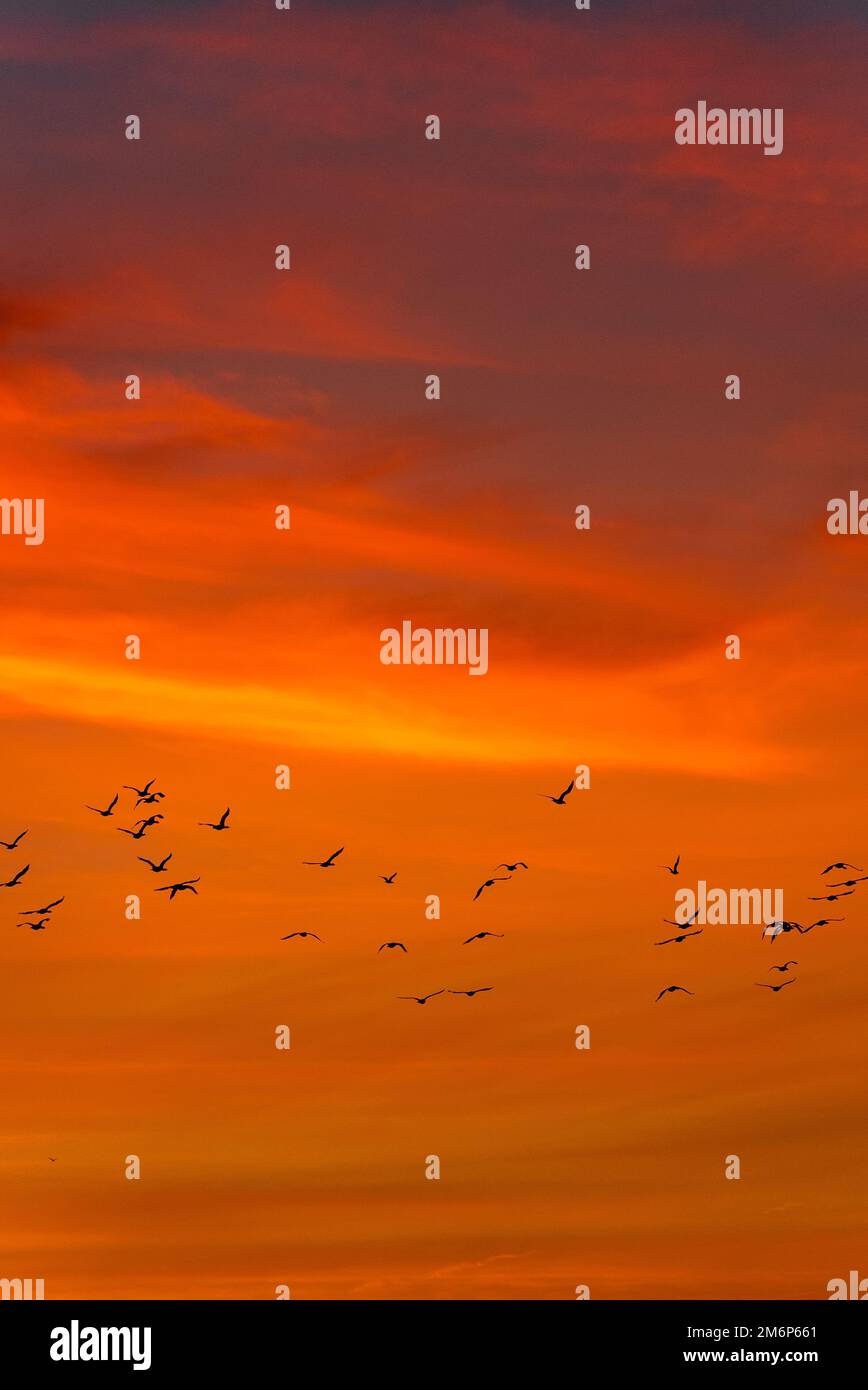 A vertical of a flock of birds flying in the beautifully glowing sunset ...