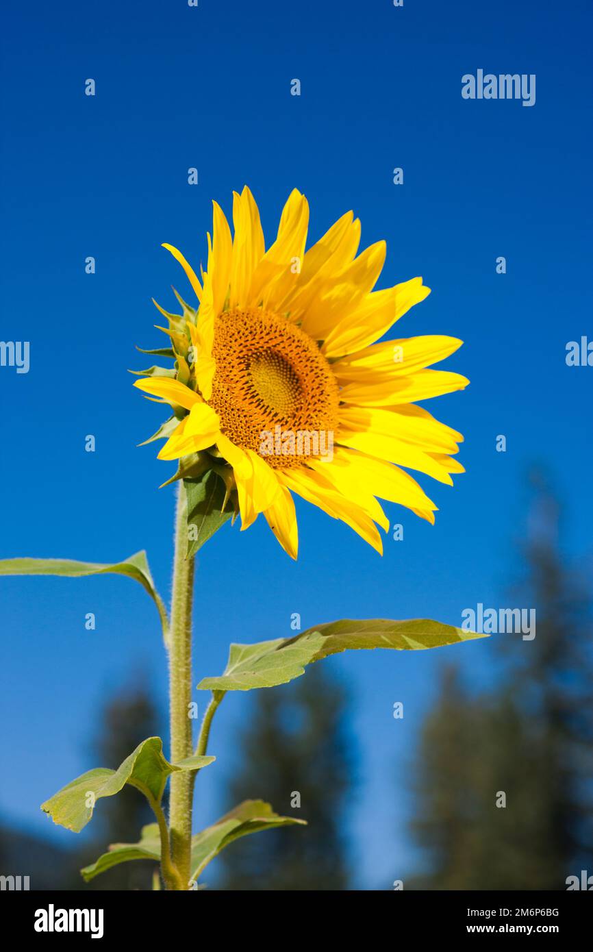 Sunlight and sunflower hi-res stock photography and images - Alamy