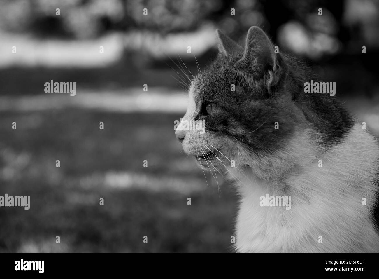 Photography of cat hi-res stock photography and images - Alamy