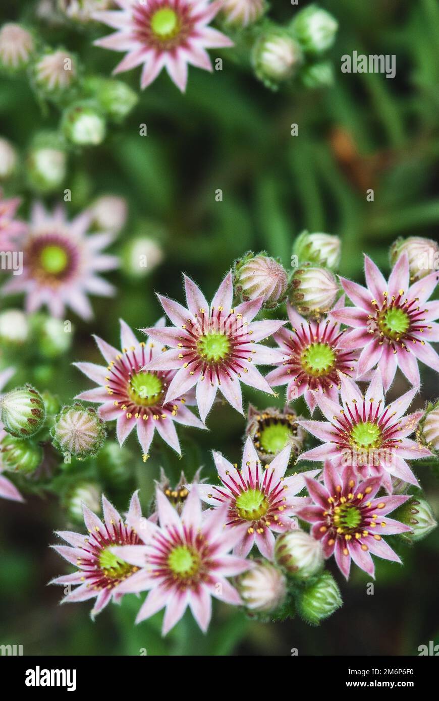 Sempervivum vicentei succulent pink flowers, rock garden plant closeup ...