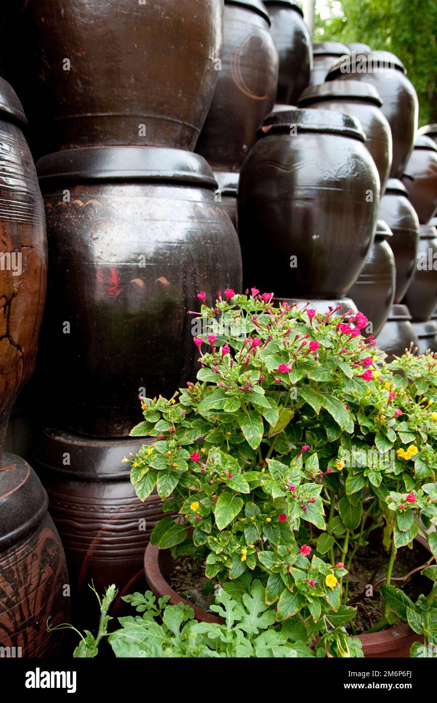 Korean kimchi in jar hi-res stock photography and images - Alamy