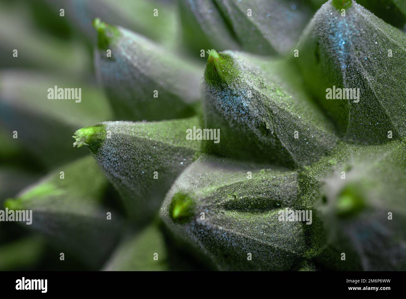 A macro shot of a green plant with blurred background for overlays and ...