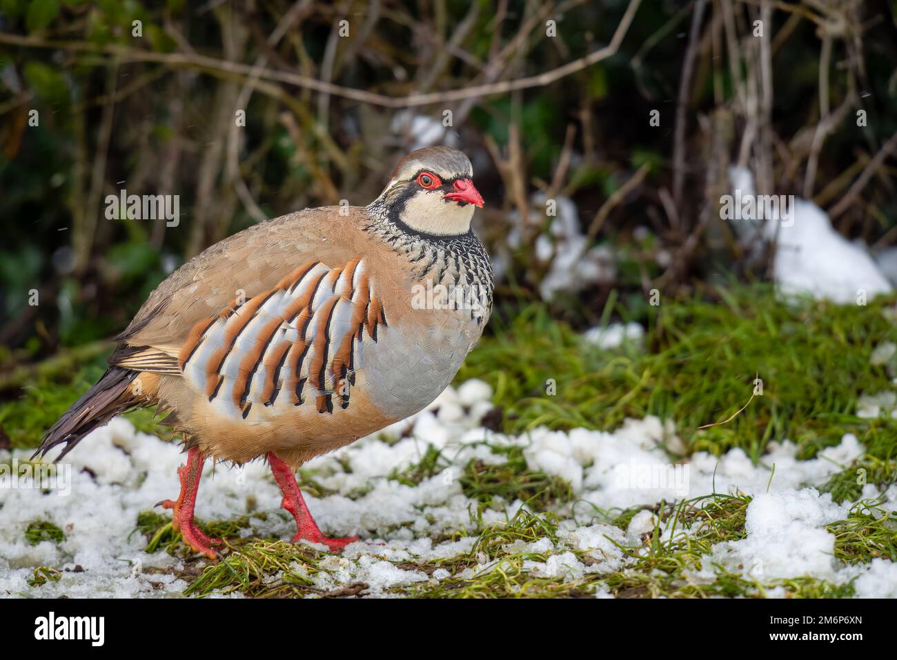 A beautiful Red legged partridge (Alectoris rufa) walking on the snowy ...