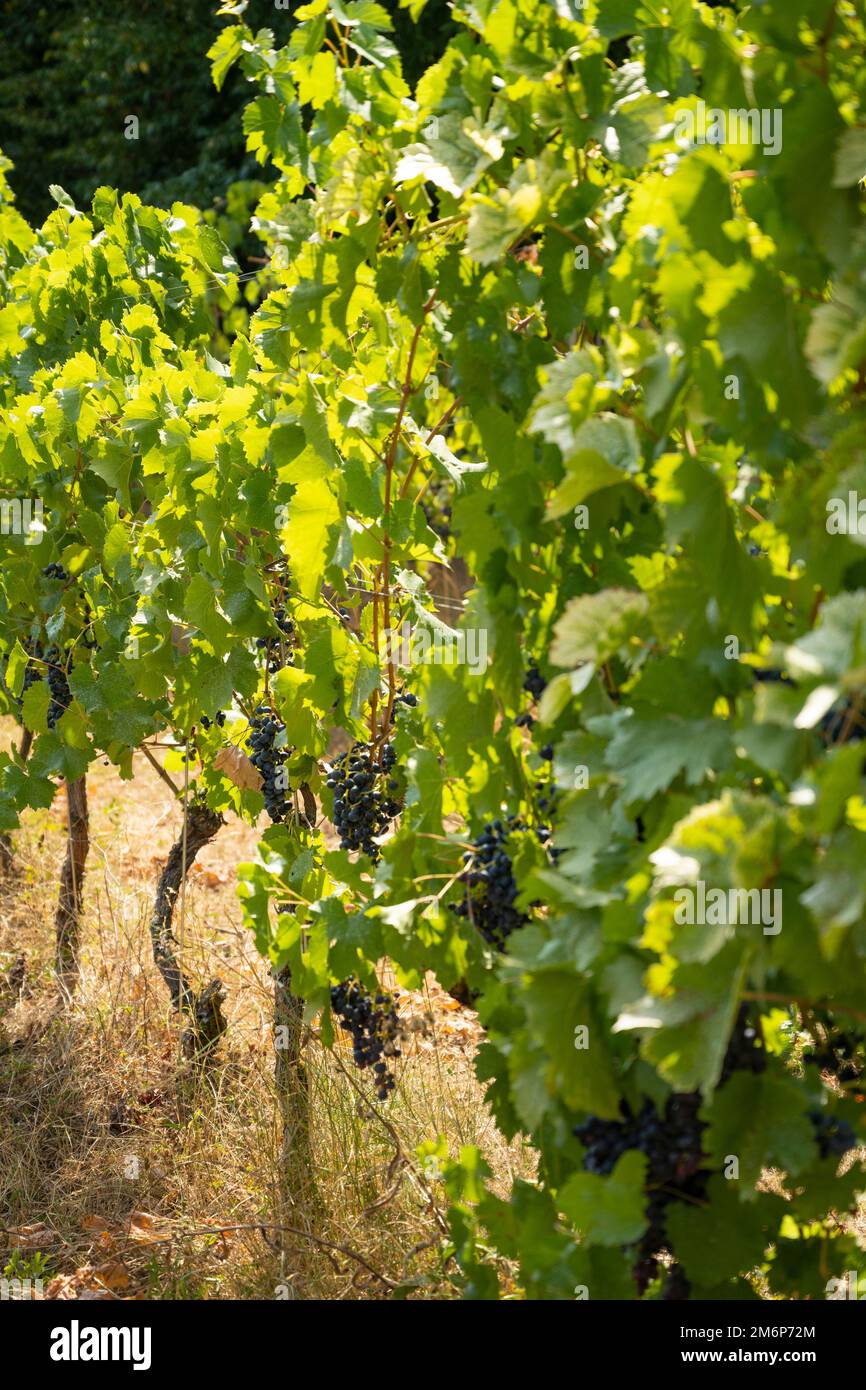 Most beautiful vineyards in Germany Stock Photo - Alamy