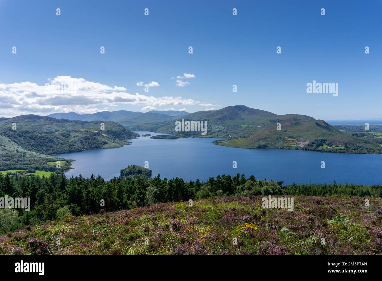 Summer heath with a view of Caragh Lake and the mountains of the Dingle ...