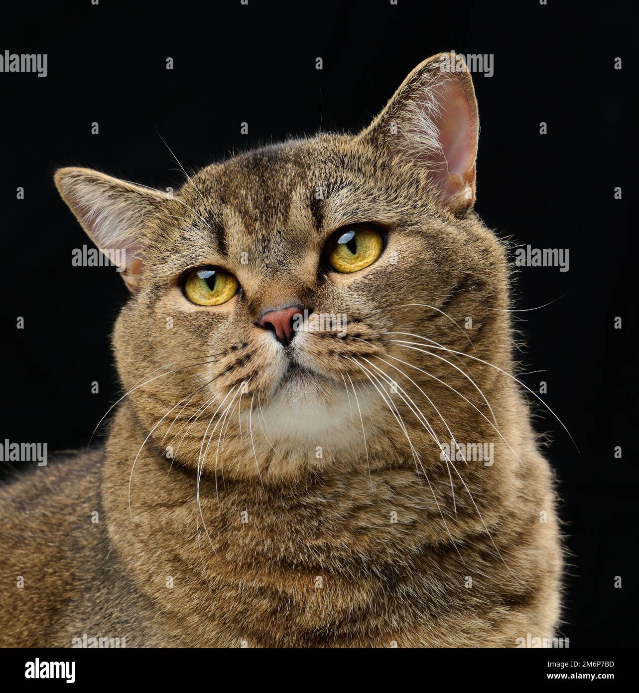 Beautiful young cat breed scottish hi-res stock photography and images ...