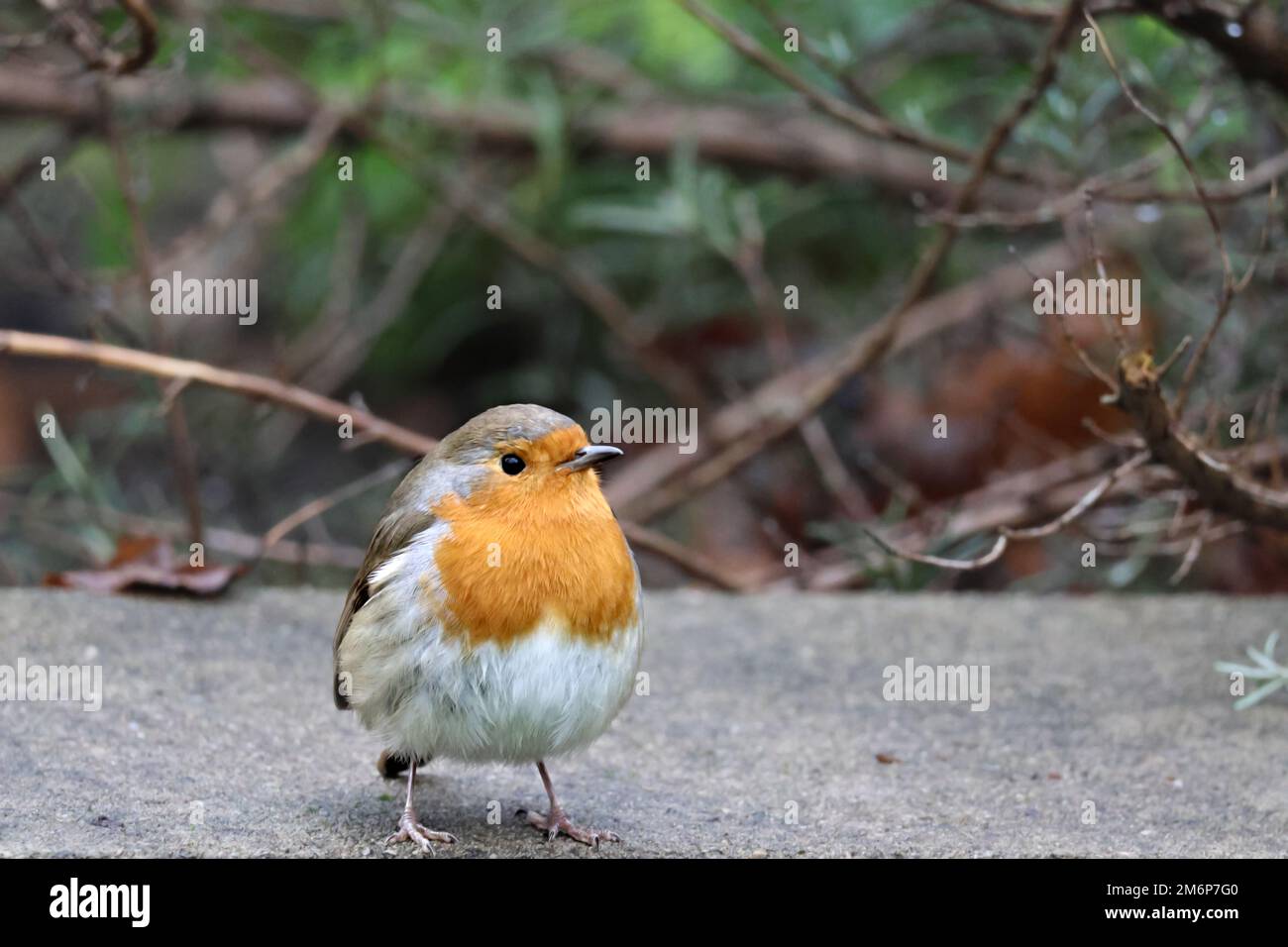 A closeup shot of a European robin with orange, white and gray plumage ...