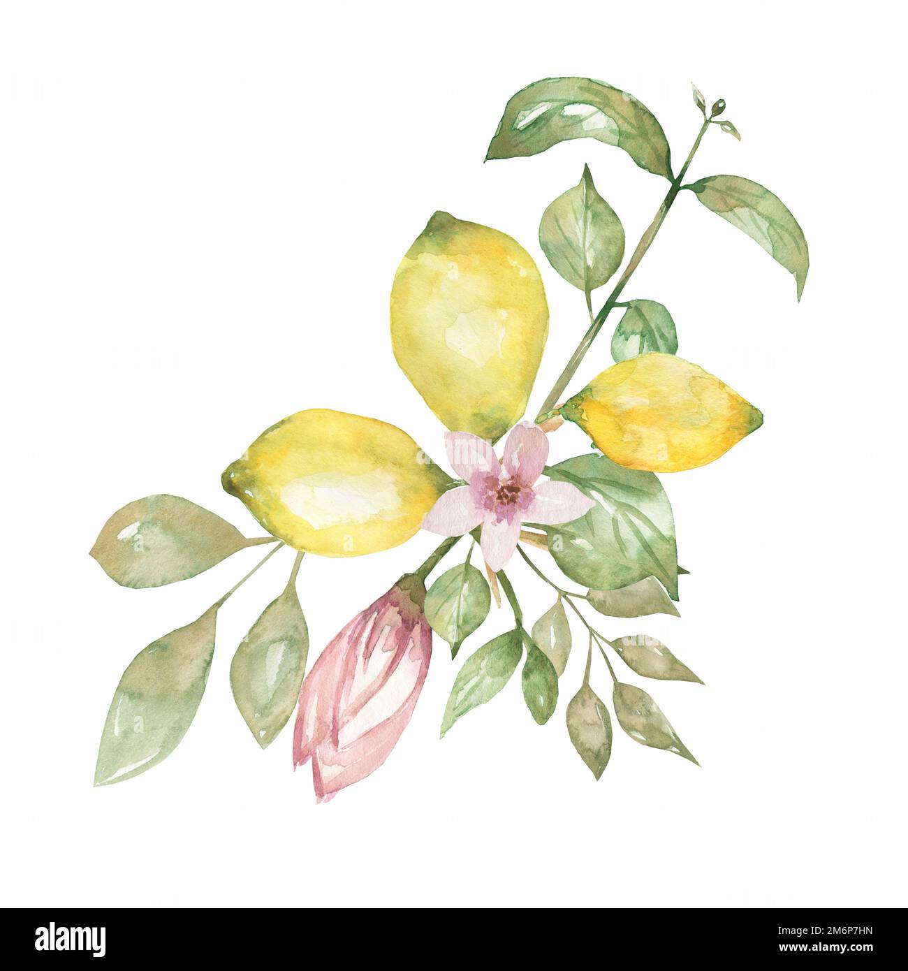 Lemon branch with citrus fruit,flowers and leaves. Watercolor hand ...