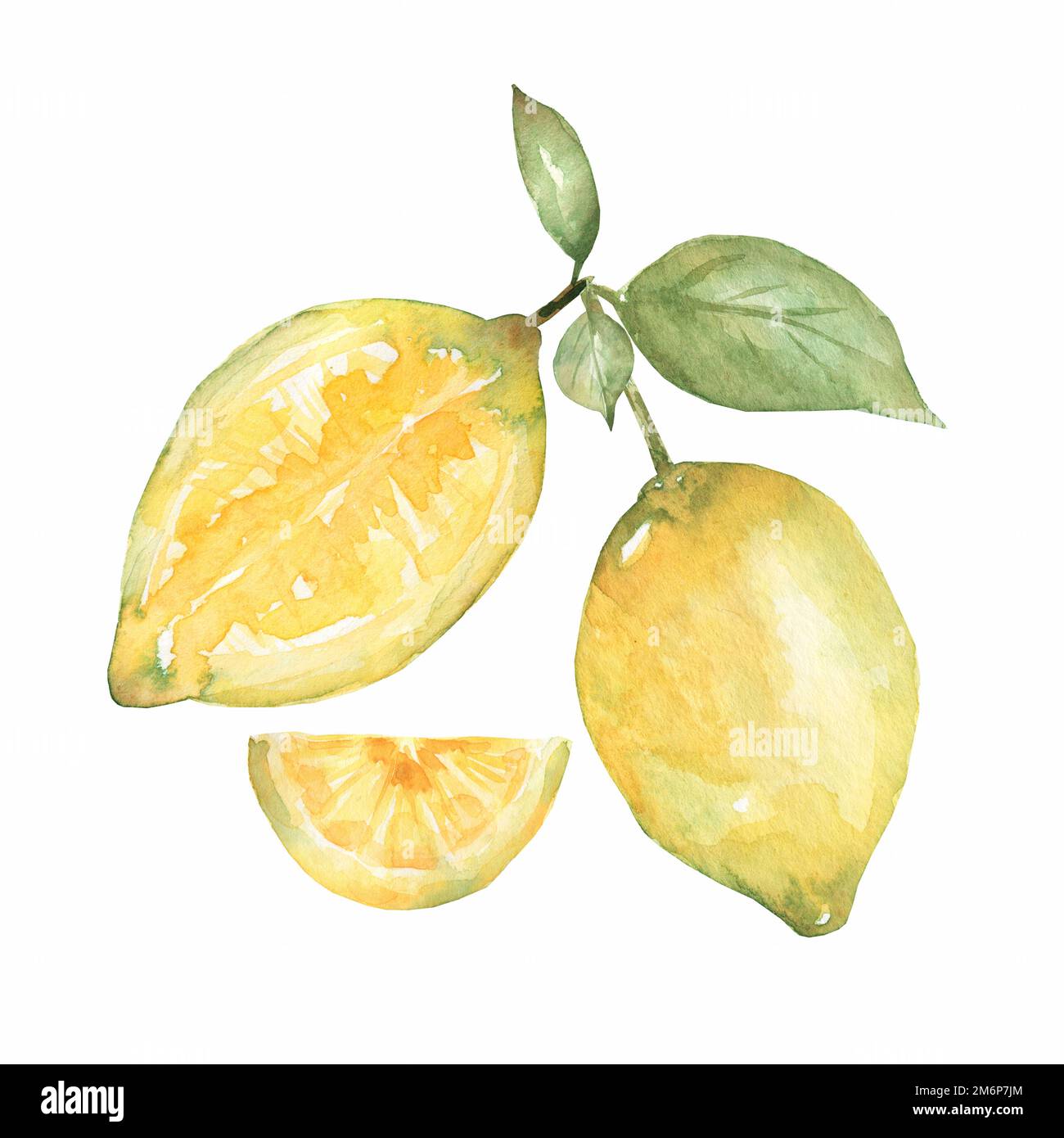 Lemon branch with citrus fruit,flowers and leaves. Watercolor hand ...