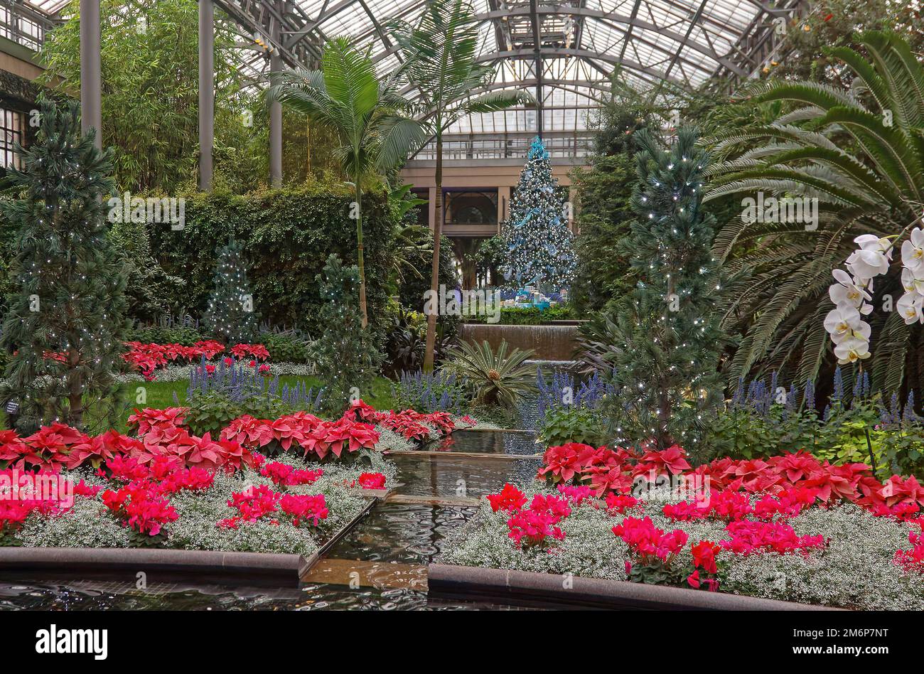 Conservatory, Christmas flowers, large tree, water, colorful, festive ...