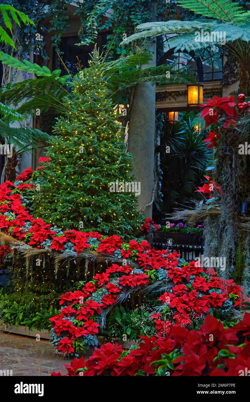 Christmas scene, Exhibition Hall, poinsettias, lighted tree, fountain ...