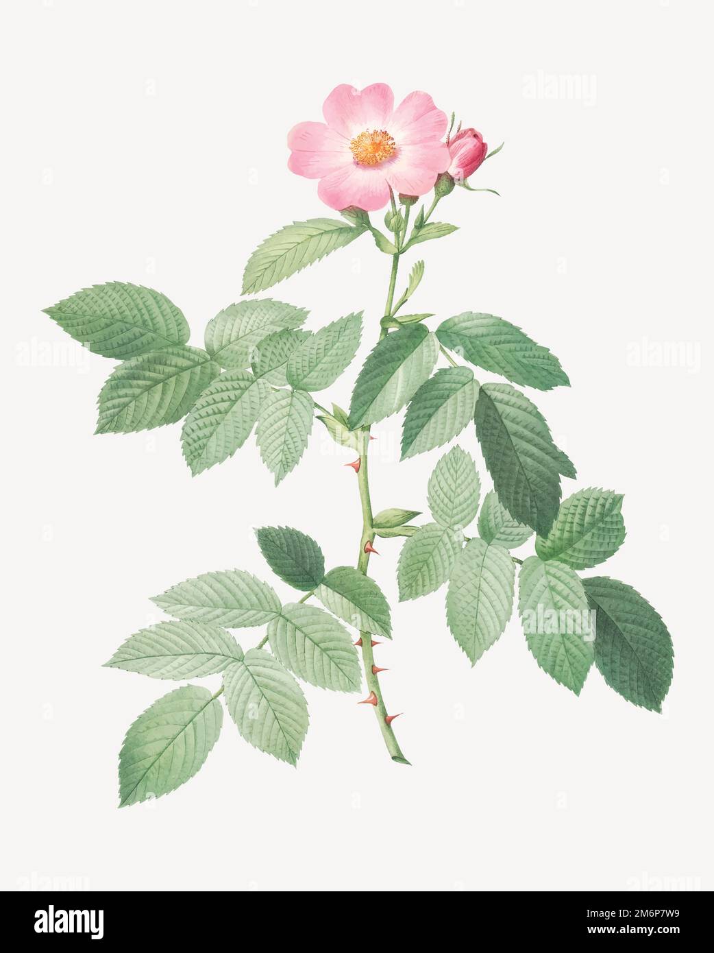 Apple blossom vector vectors Stock Vector Images - Alamy