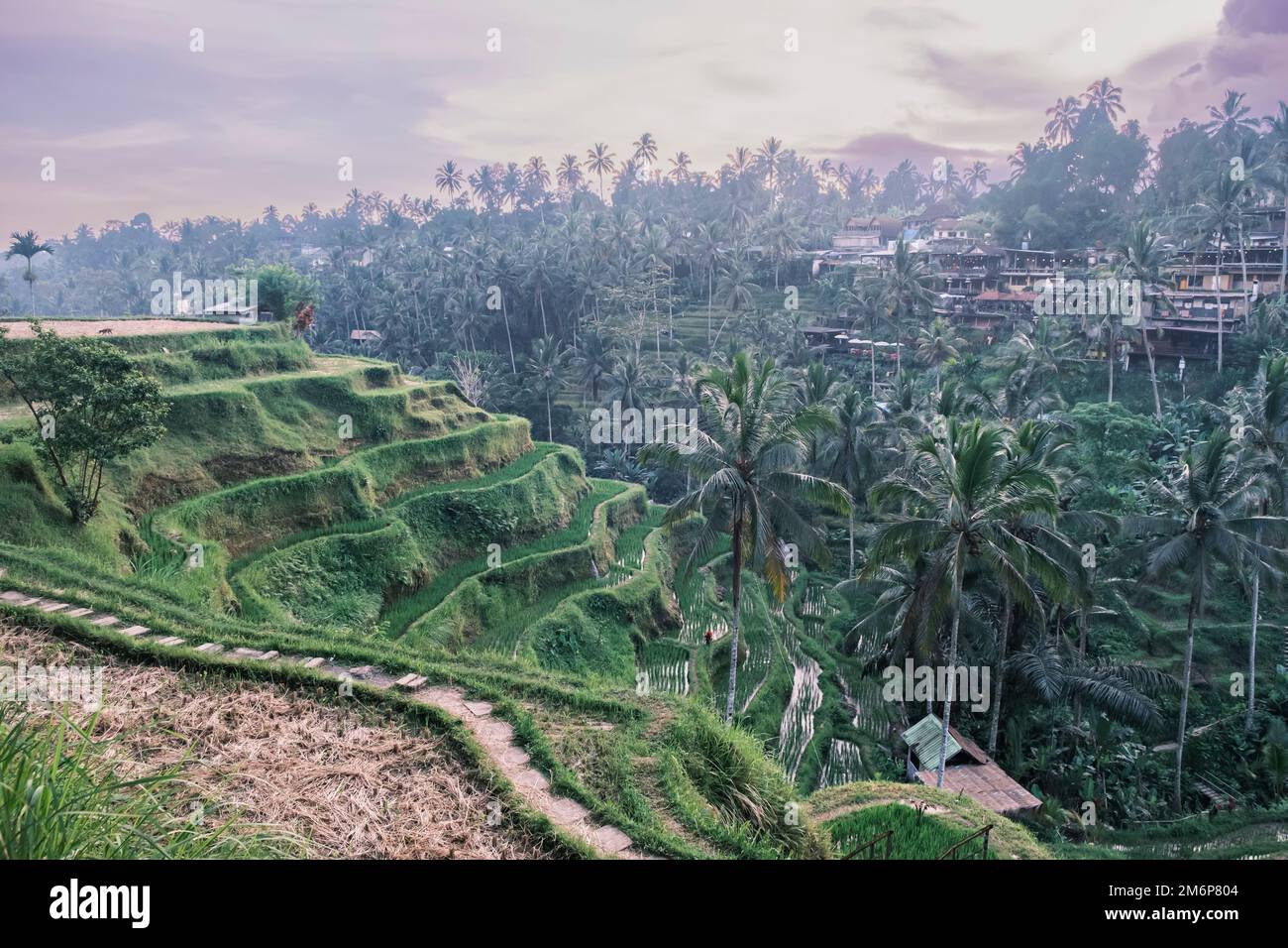 Tegallalang rice terraces in Ubud on the island of Bali in Indonesia ...