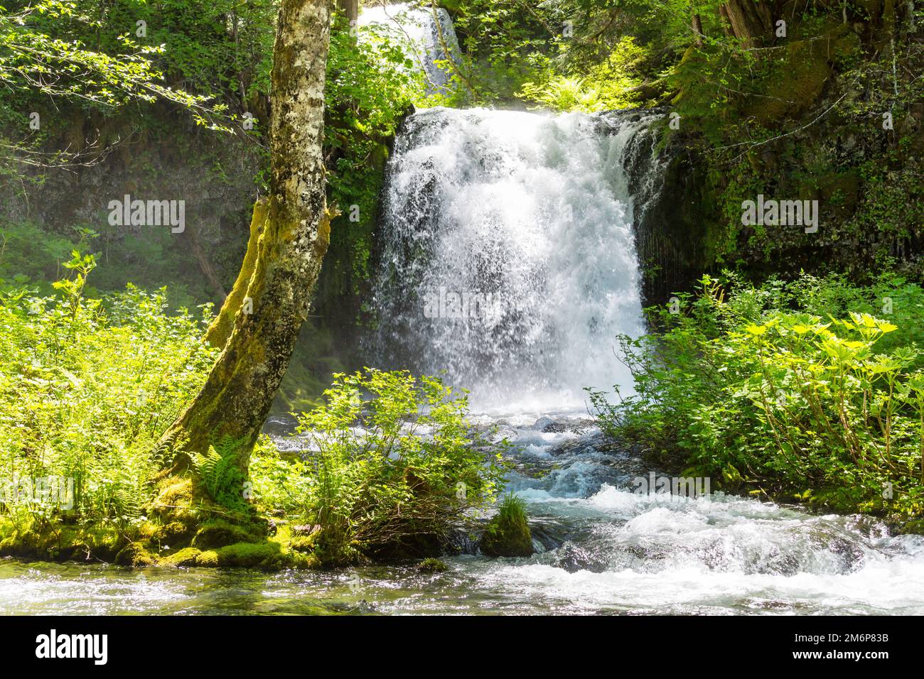 Waterfall in the forest Stock Photo - Alamy