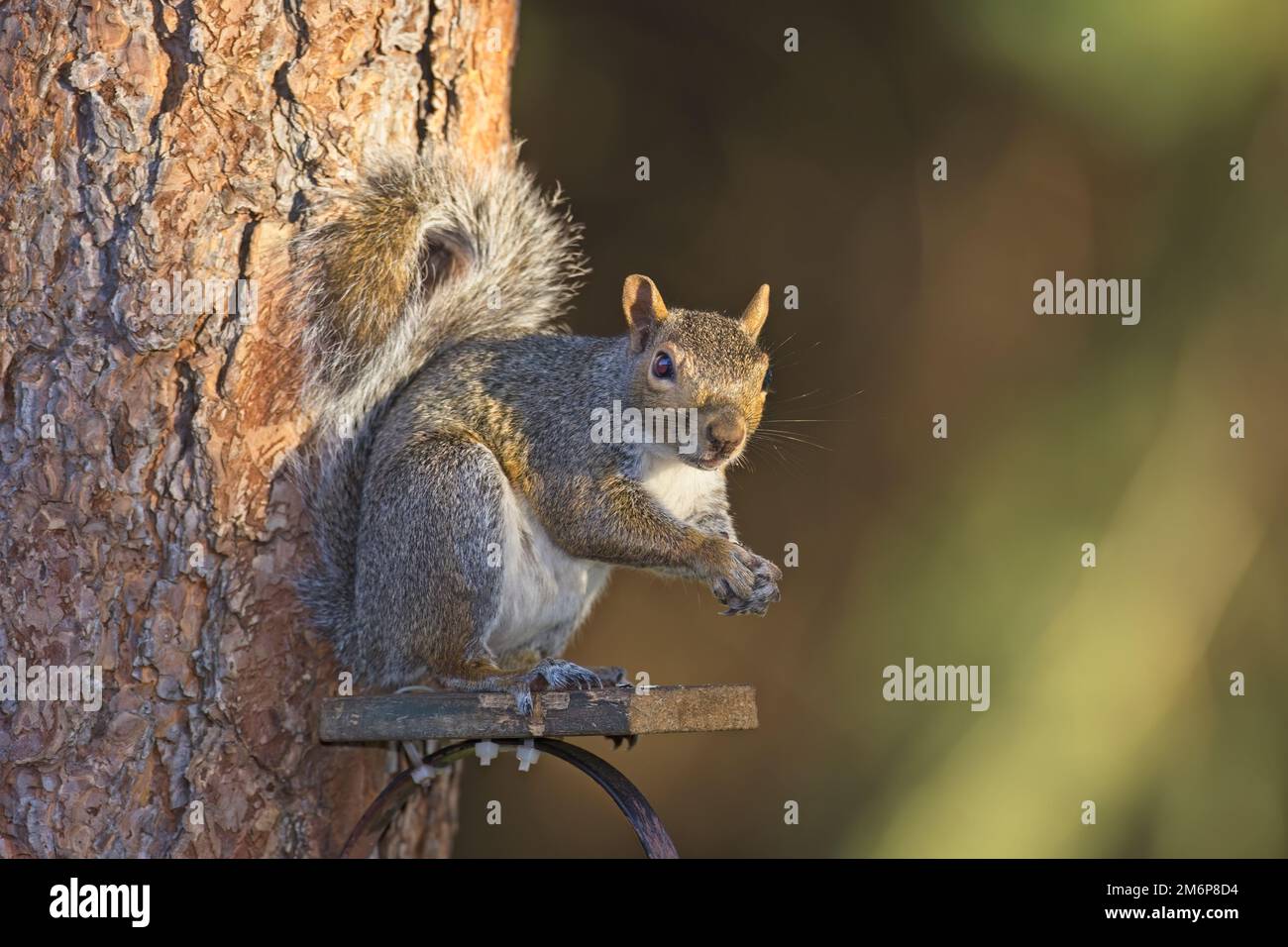 Curious squirrel hi-res stock photography and images - Alamy