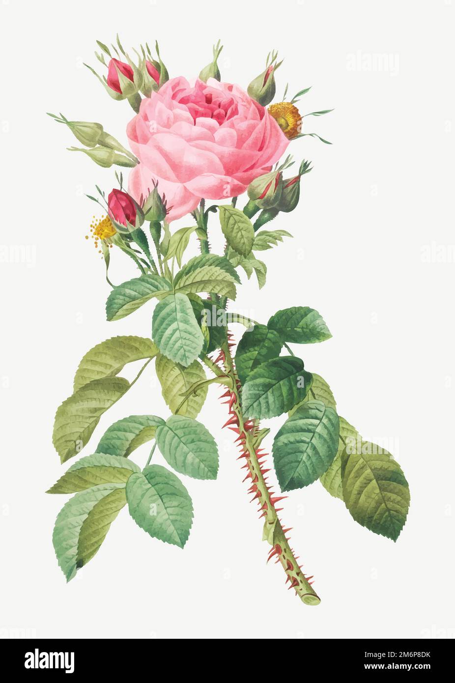 Four seasons rose vector Stock Vector Image & Art - Alamy