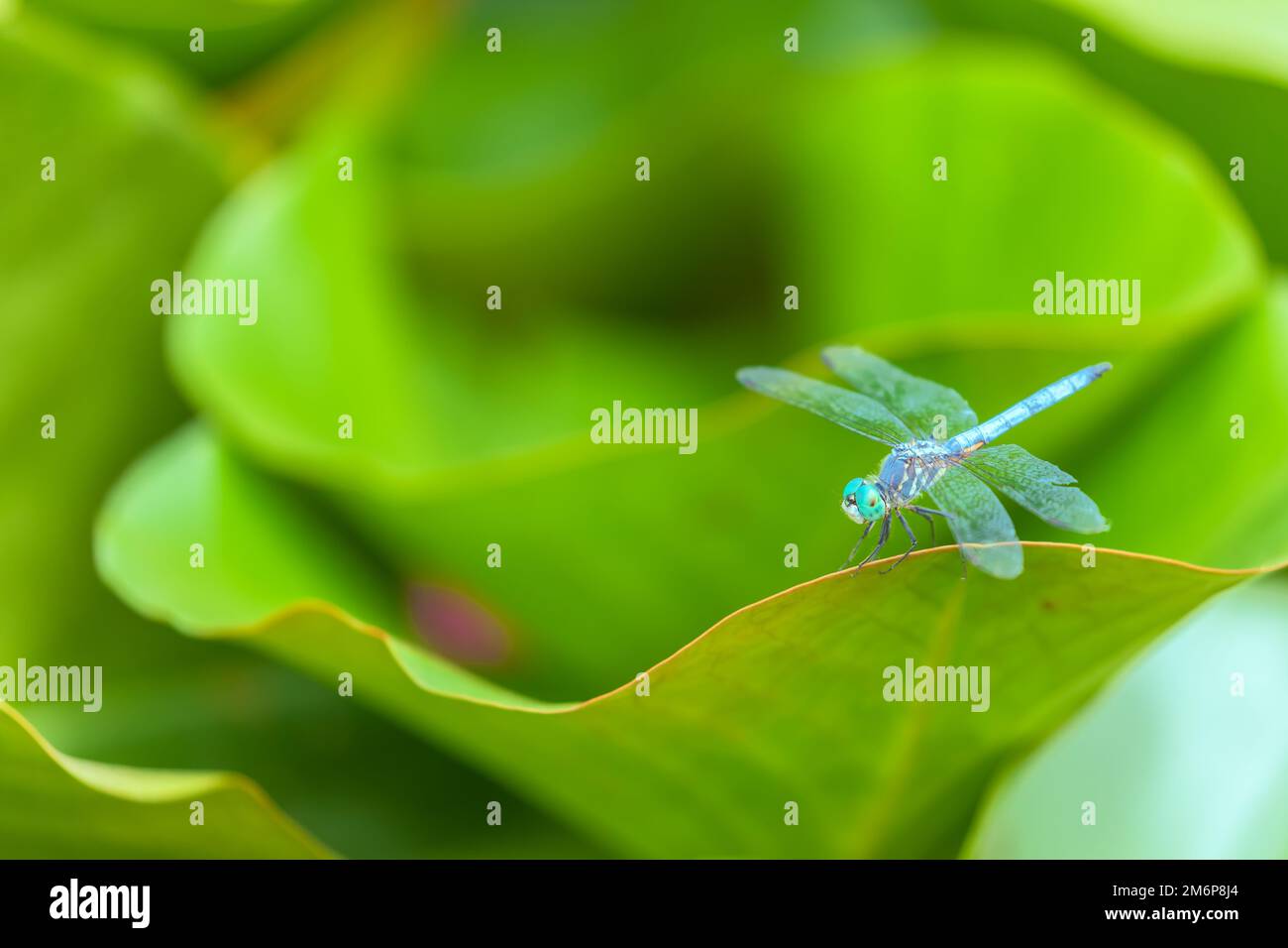 A macro of a blue Odonata insect resting on a green leaf outdoors Stock Photo - Alamy