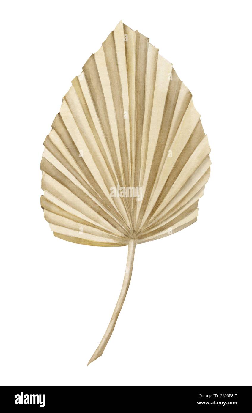 Dry Palm Leaf. Hand drawn watercolor illustration with exotic tropical ...
