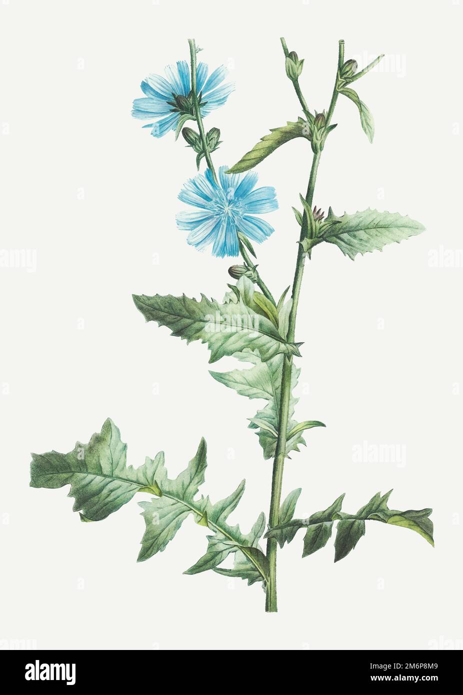 Vintage chicory plant vector Stock Vector Image & Art - Alamy