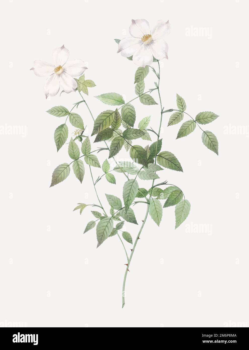 Rosebush with sharp petals vector Stock Vector Image & Art - Alamy