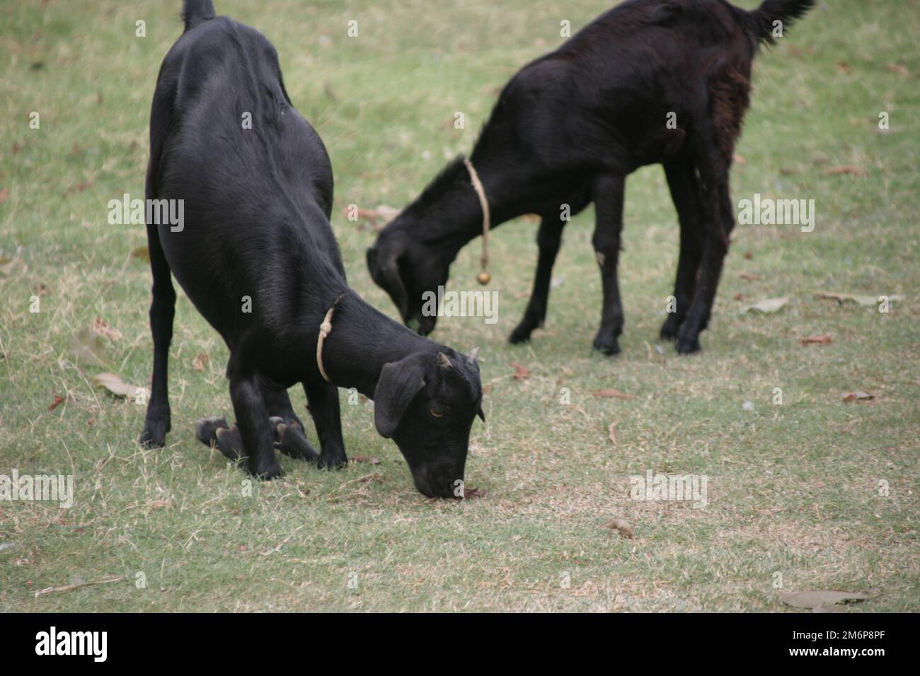 two black goats eating grasses Stock Photo - Alamy
