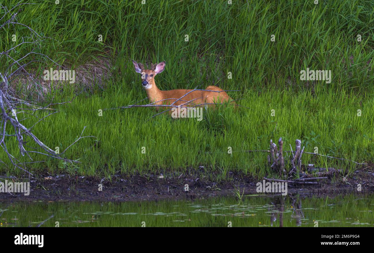 White-tailed buck bedded next to a wetland in northern Wisconsin Stock ...