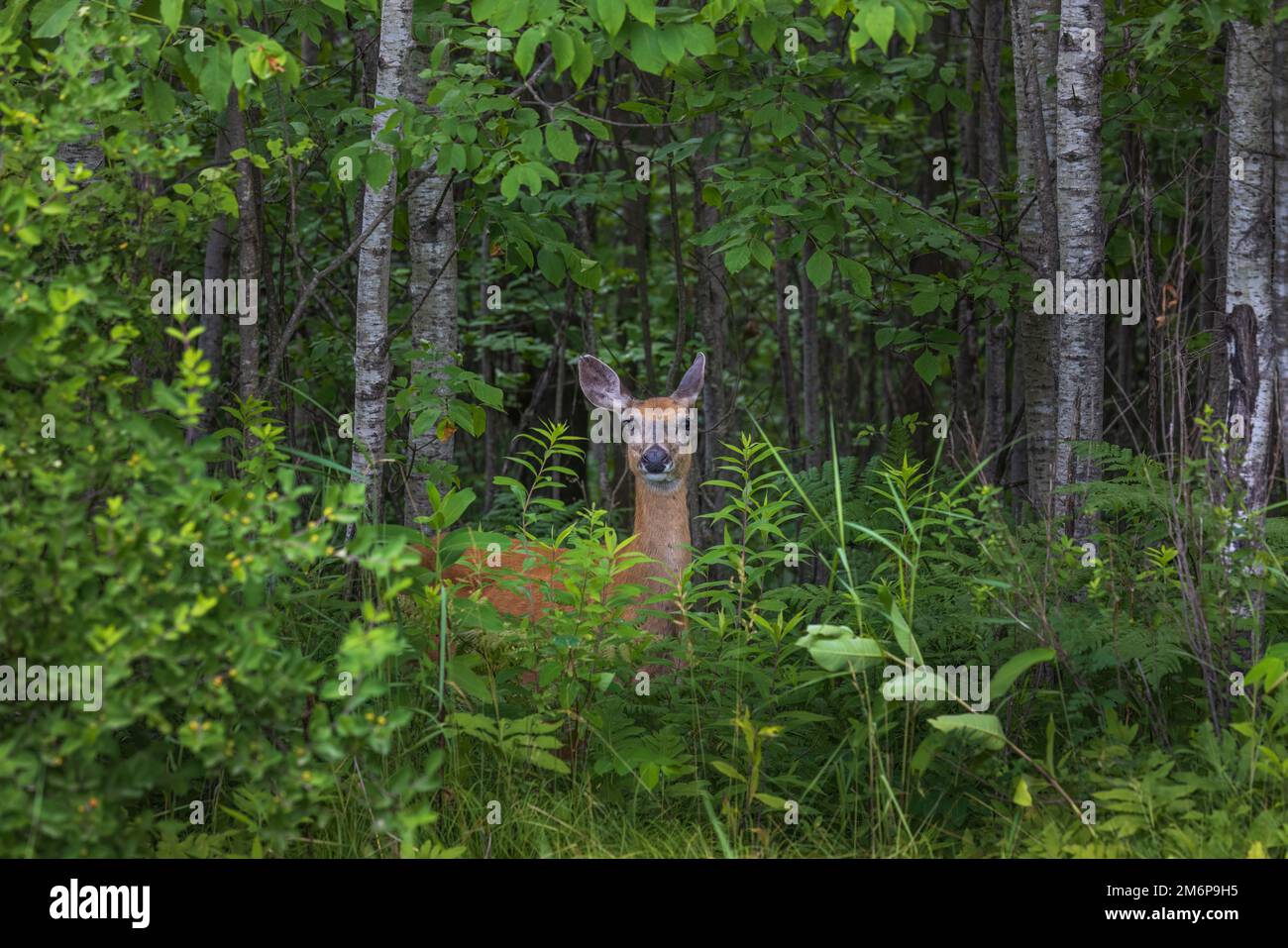 White-tailed doe in northern Wisconsin Stock Photo - Alamy