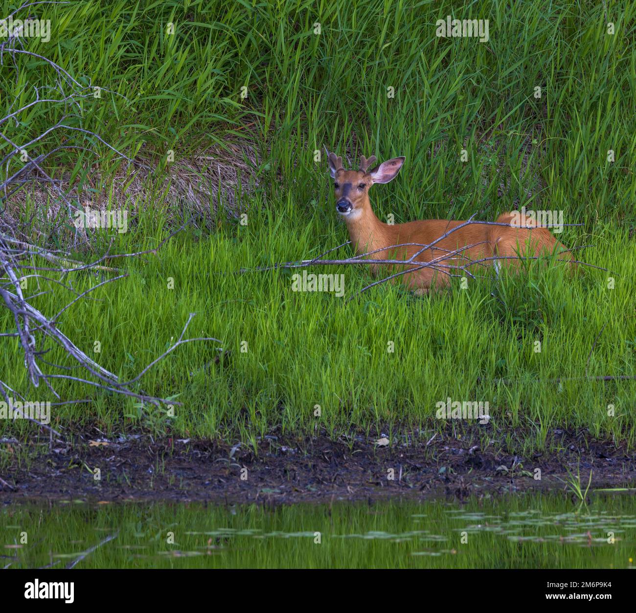 White-tailed buck bedded next to a wetland in northern Wisconsin Stock ...