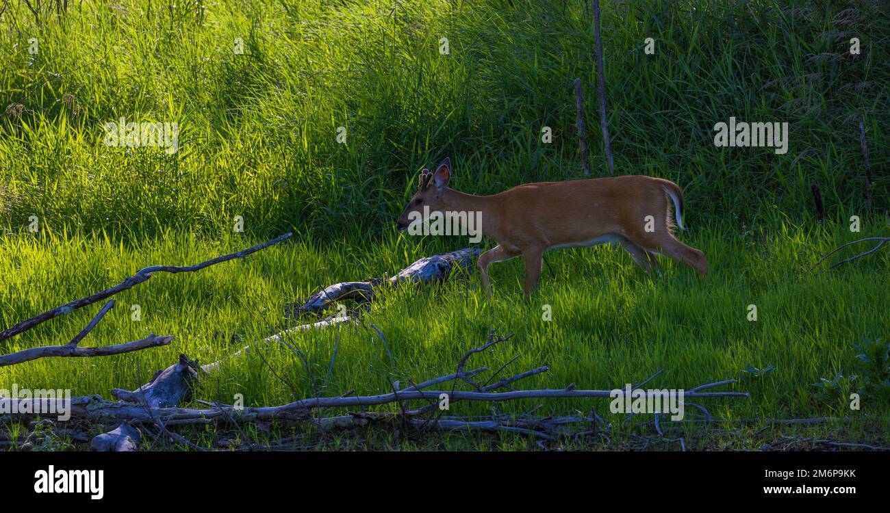 Backlit whitetail hi-res stock photography and images - Alamy