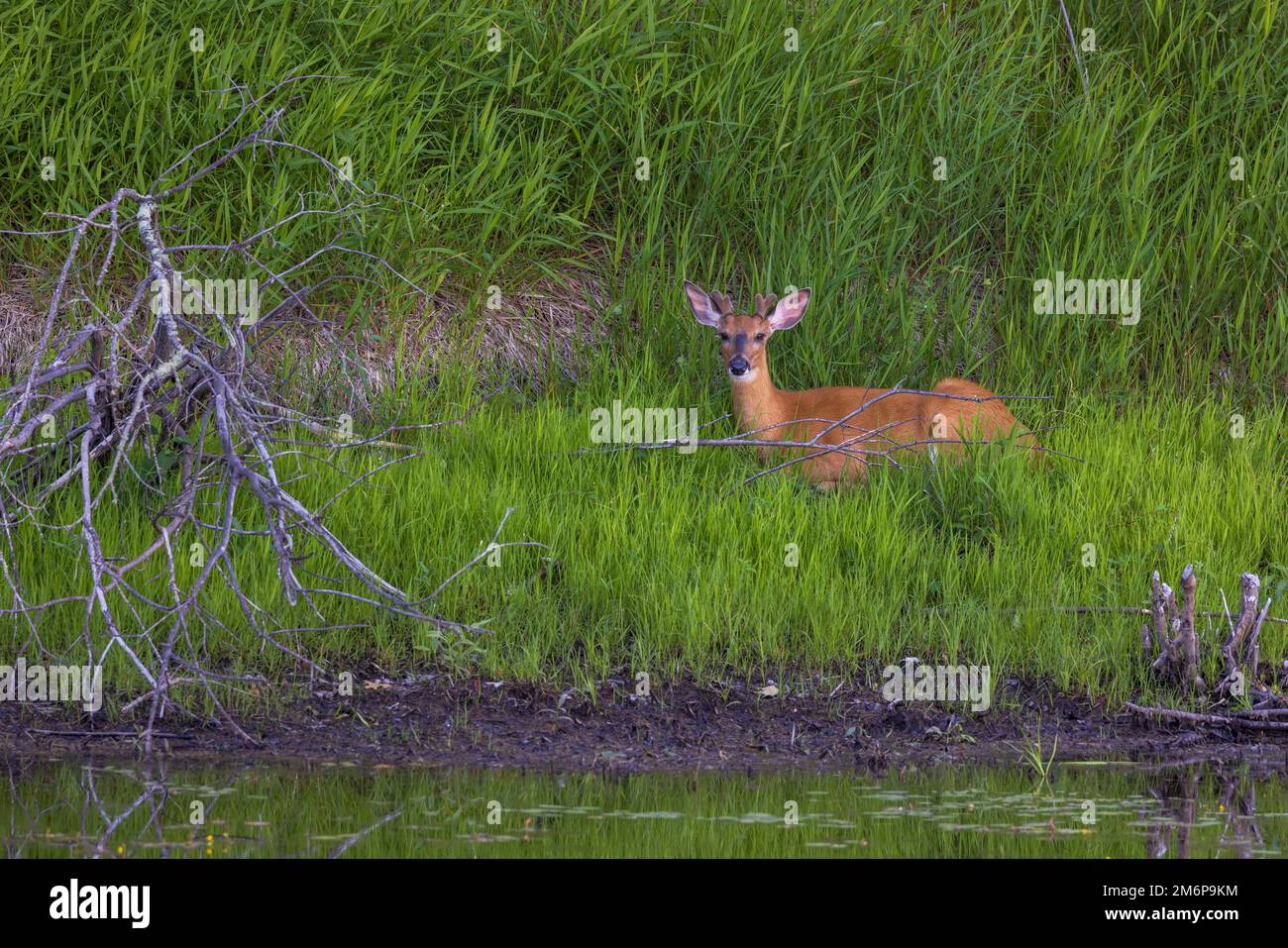 White-tailed buck bedded next to a wetland in northern Wisconsin Stock ...