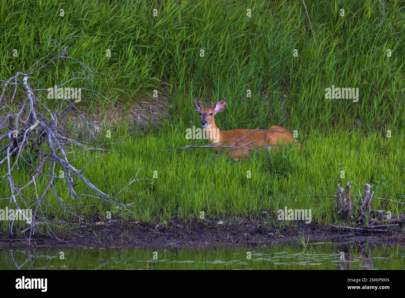White-tailed buck bedded next to a wetland in northern Wisconsin Stock ...