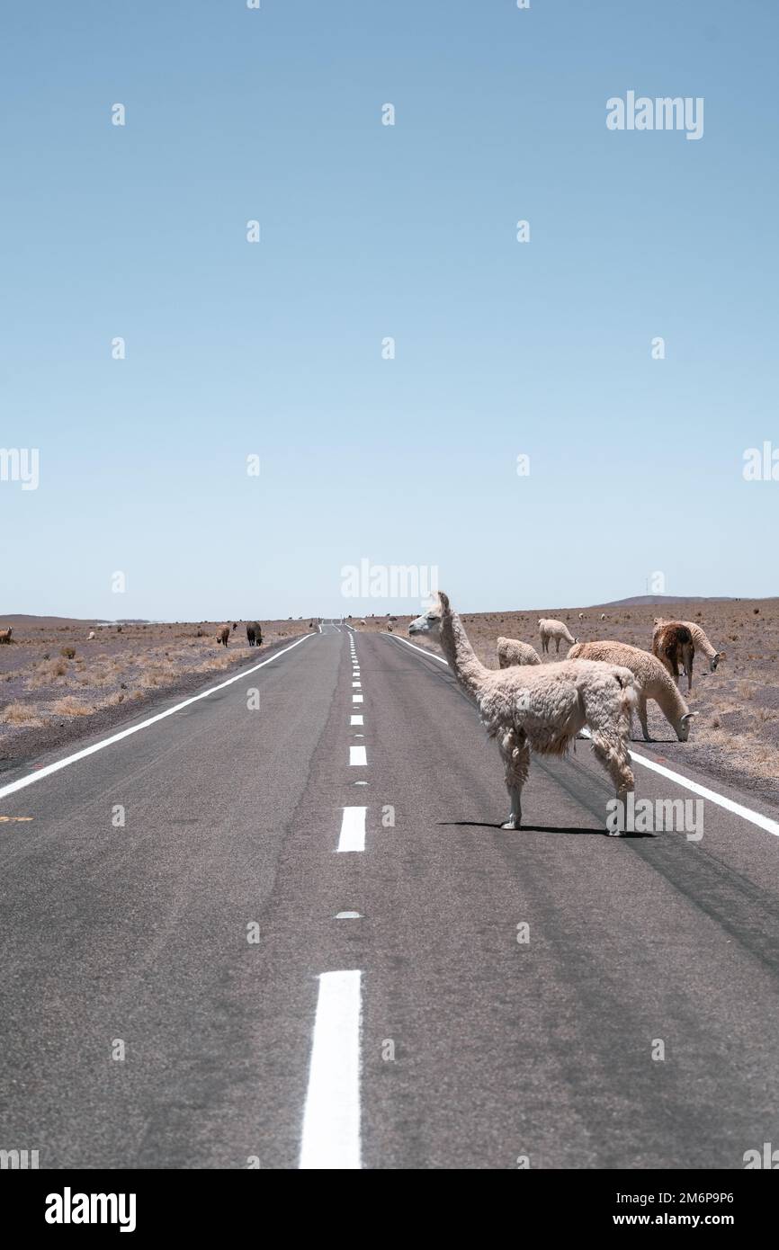 Peru llama america south group hi-res stock photography and images - Alamy