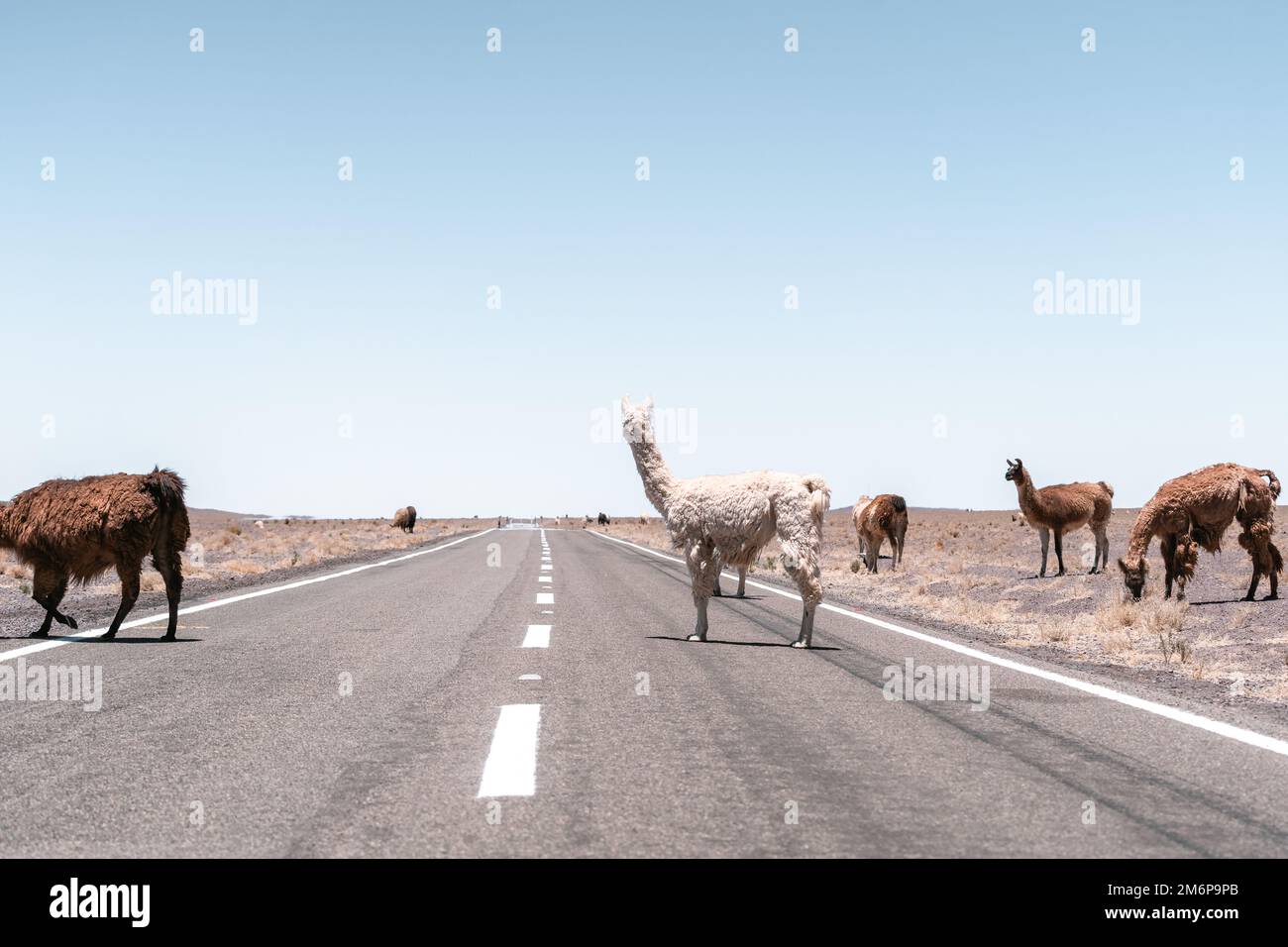 Lamas walking on the street in South America Stock Photo - Alamy
