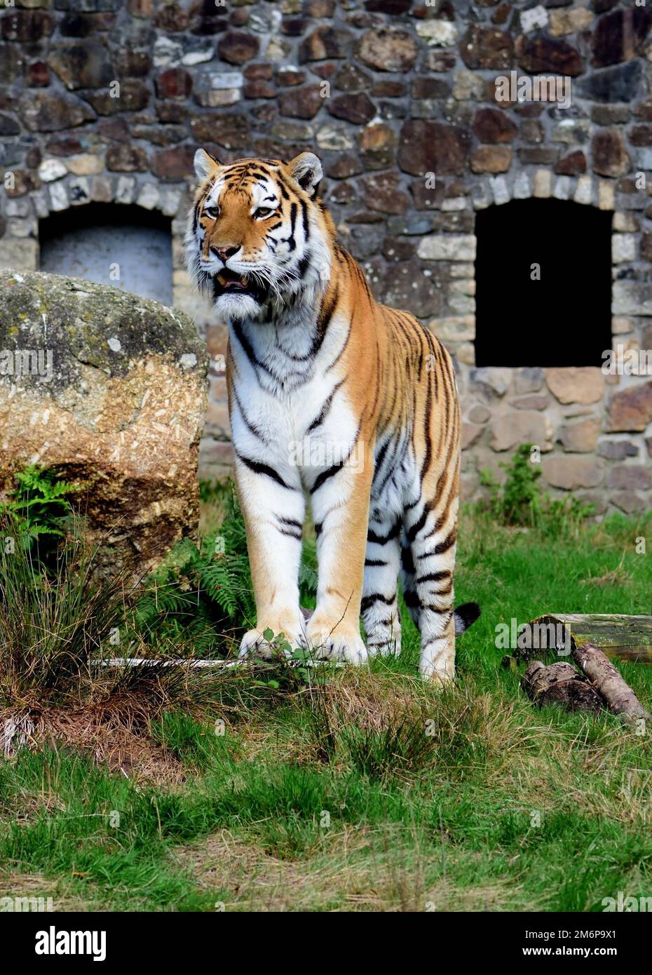 A male Amur Tiger at Dartmoor Zoo, Devon Stock Photo - Alamy