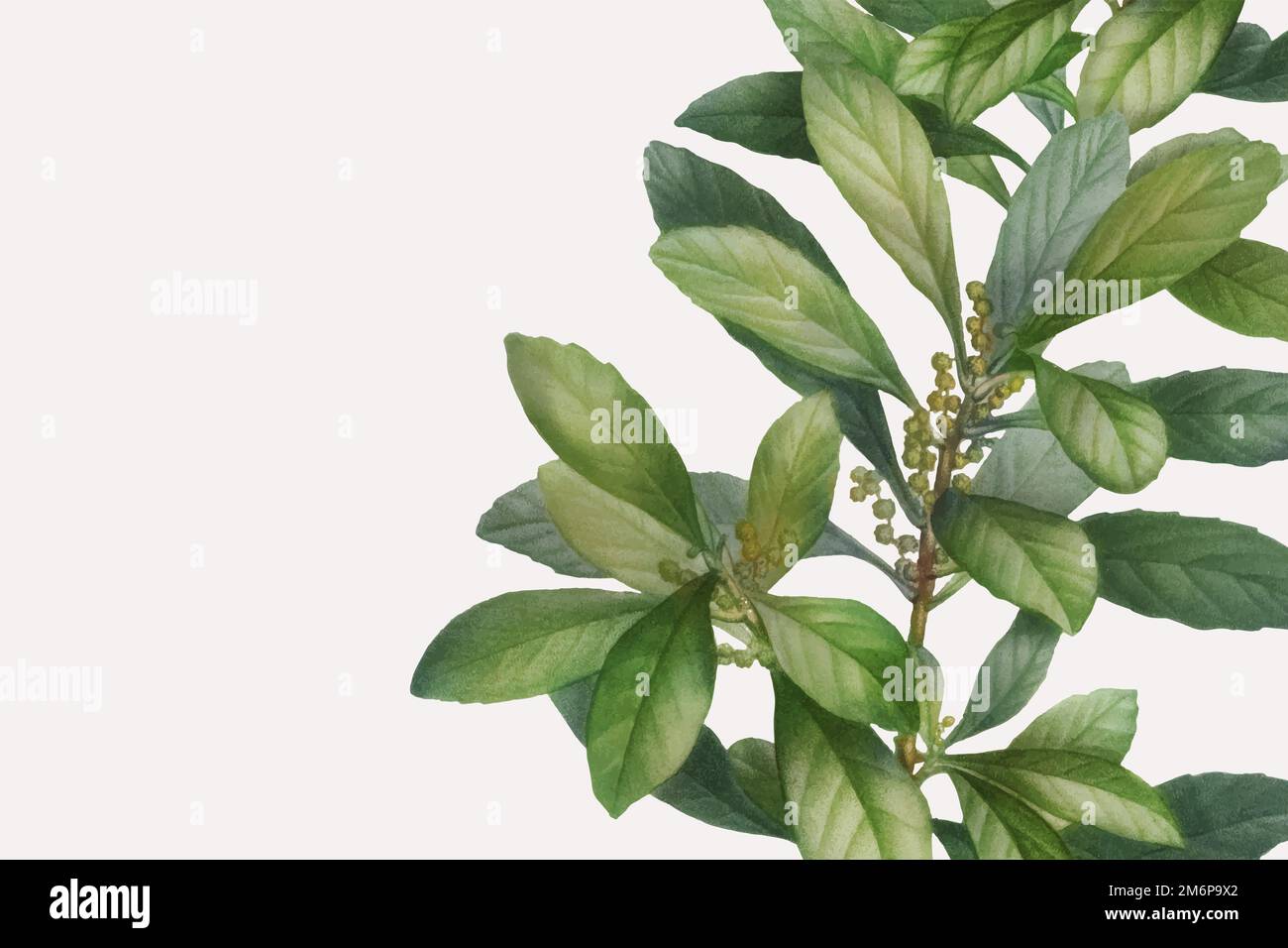Tropical botanic leaves background illustration Stock Vector Image ...