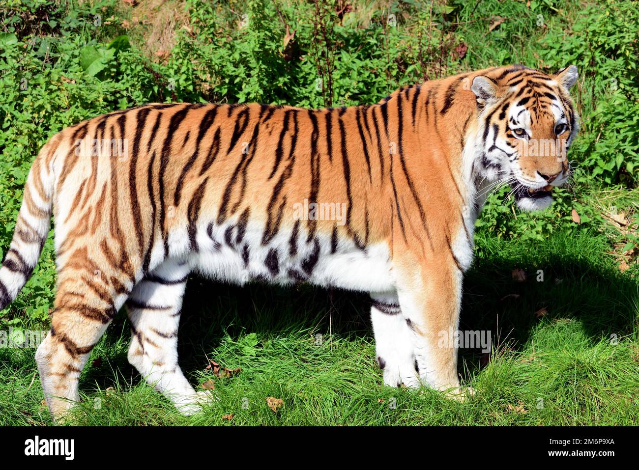A male Amur Tiger at Dartmoor Zoo, Devon Stock Photo - Alamy