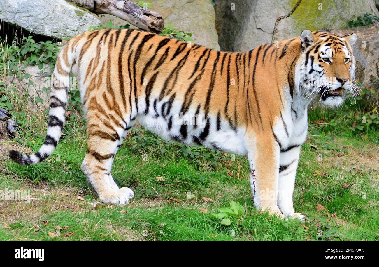 A male Amur Tiger at Dartmoor Zoo, Devon Stock Photo - Alamy