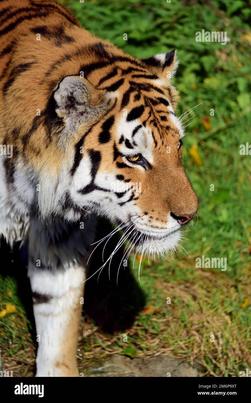 A male Amur Tiger at Dartmoor Zoo, Devon Stock Photo - Alamy