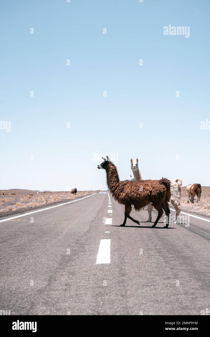 Lamas walking on the street in South America Stock Photo - Alamy