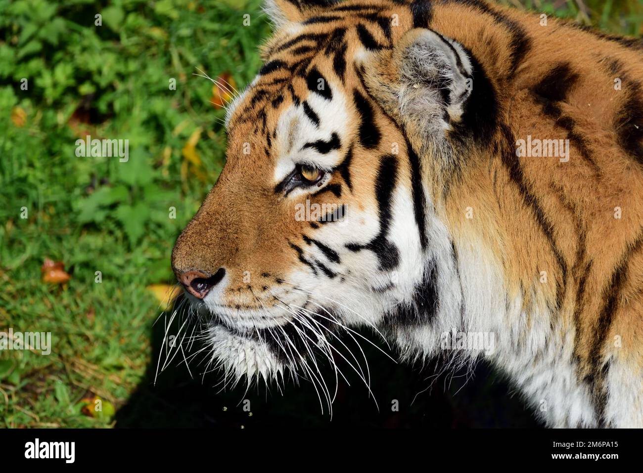 Dartmoor zoo england hi-res stock photography and images - Alamy