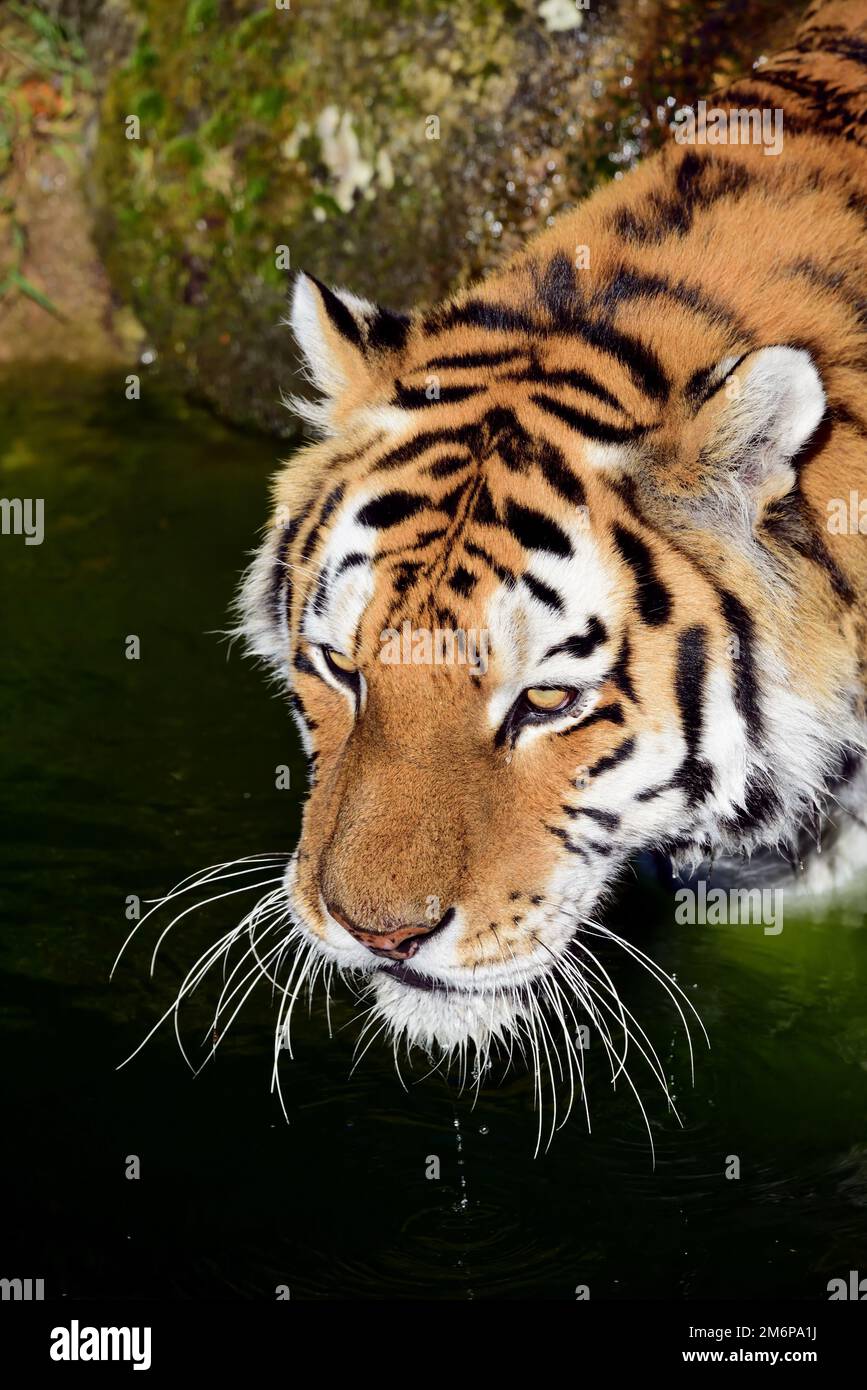 Dartmoor zoo england hi-res stock photography and images - Alamy