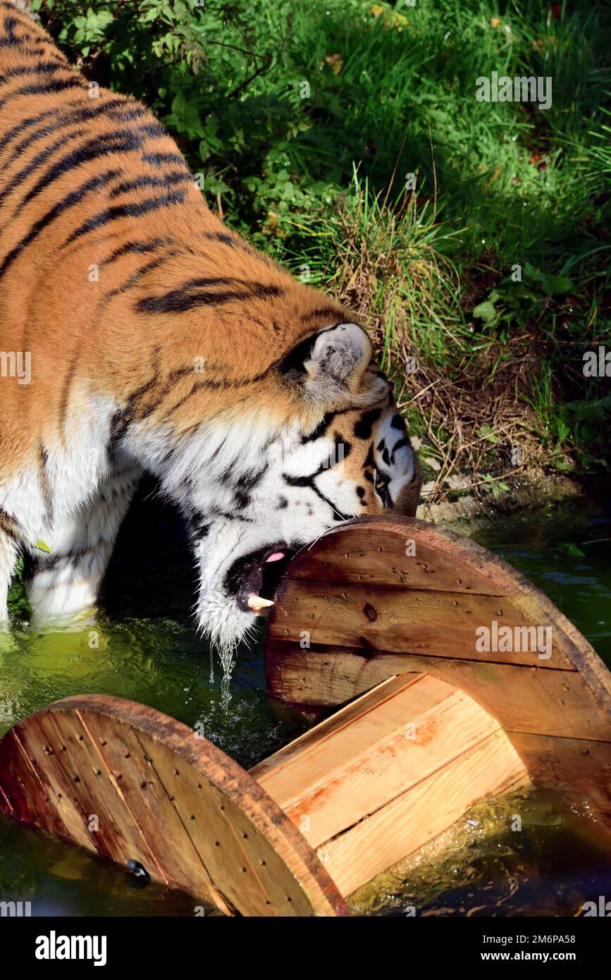 A male Amur Tiger at Dartmoor Zoo, playing with his enrichment toy - a ...